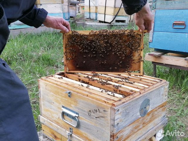 Продаются пчелосемьи