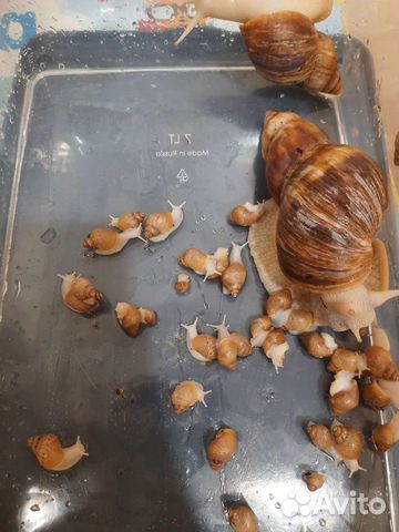 Улитки ахатины