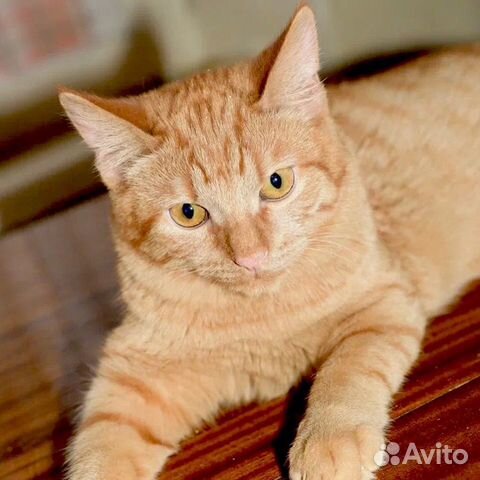 Котик рыжий 10 мес