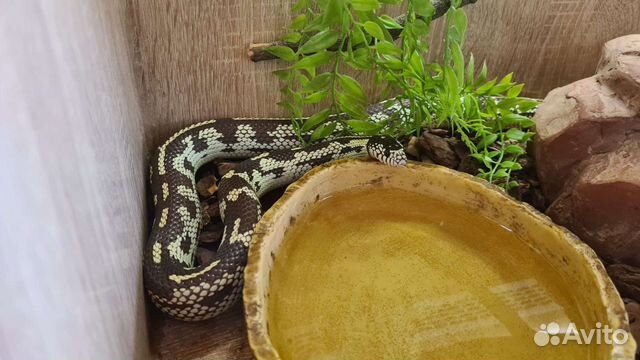 Калифорнийская молочная змея (самка)