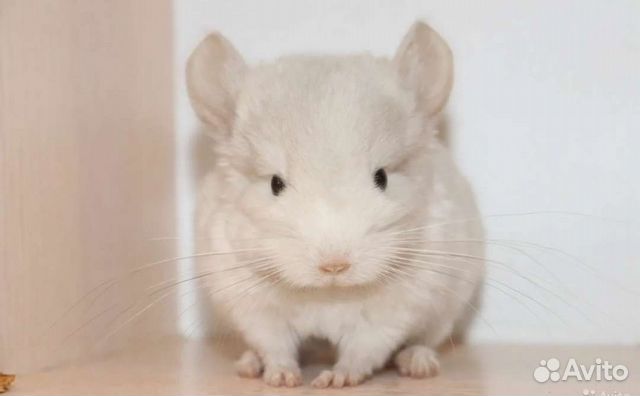 Шиншилла мальчик светло светло бежевого окраса