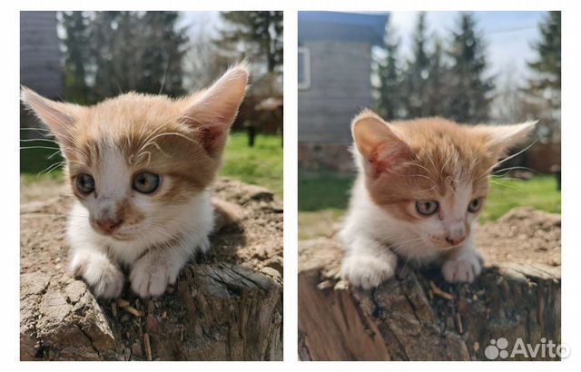 Бело - рыжий котенок в добрые руки