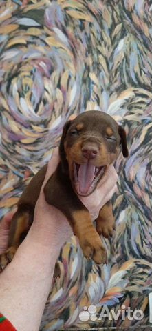 Доберманчики