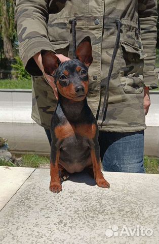 Щенки цвергпинчера