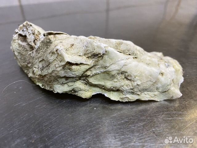 Ракушки устриц и гребешков