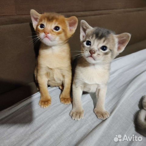 Абиссинские котята
