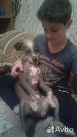 Вязка китайская хохлатая