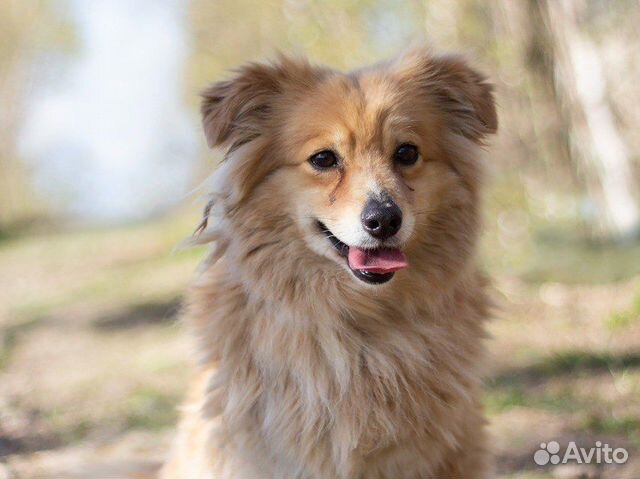 Маленькая Леди ищет своего человека