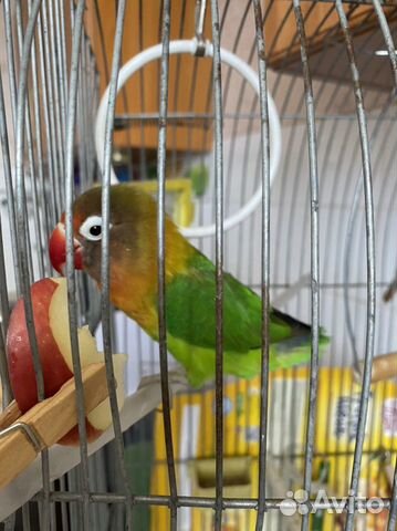 Попугай неразлучник