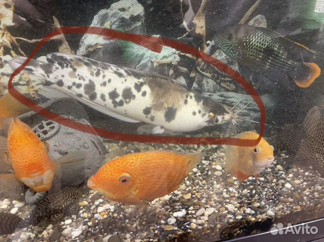 Сом Клариус