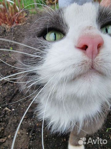 Котик