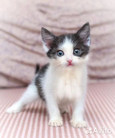 Шарик - чудо котенок ищет дом