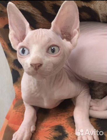 Канадский сфинкс котенок