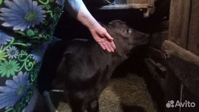 Телочка 2 месяца