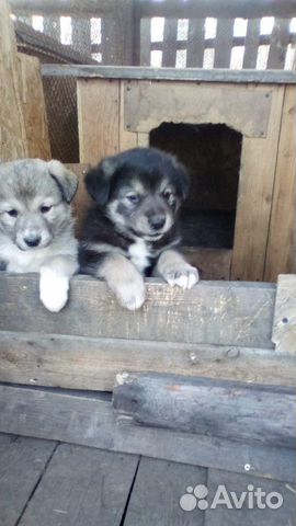 Отдам в хорошие, добрые руки