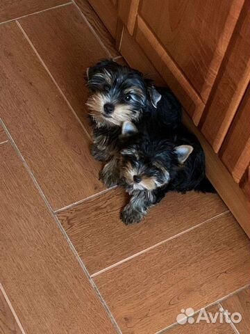 Йоркширский терьер щенки девочки mini