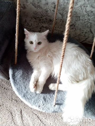 Белый котенок девочка