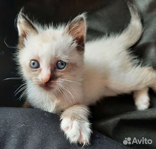 Роскошная девочка 1.5 мес