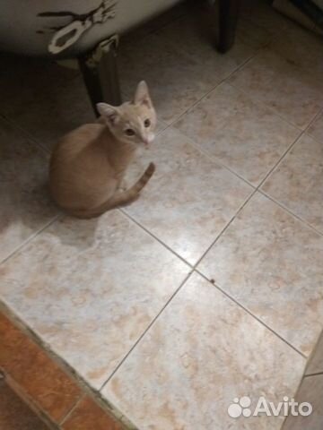 Рыжий котёнок (3 месяца, девочка)