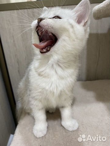 Британская серебристая шиншилла