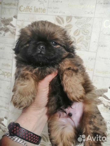 Щенки пекинеса