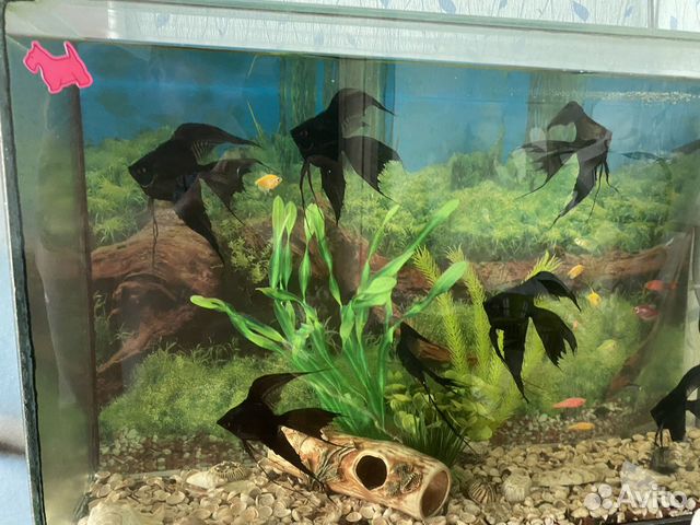 Рыбки скалярии