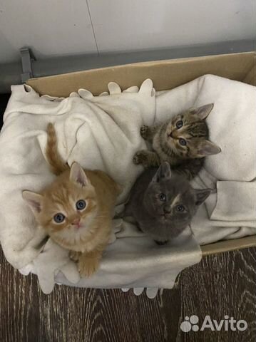 Котята в добрые руки