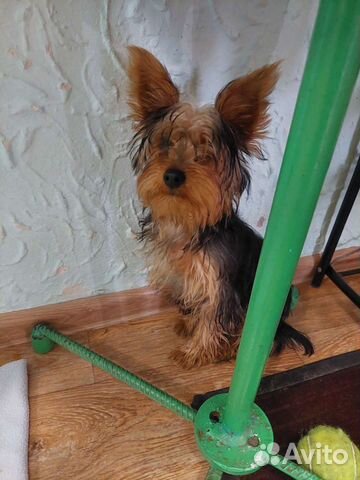 Йоркширский терьер щенки стандарт