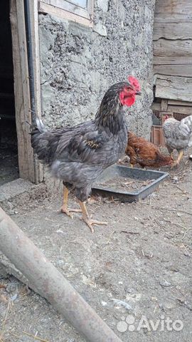 Петушки молодые
