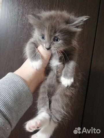 Котики милашки