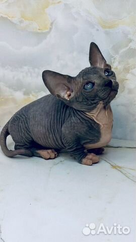 Кошка-такса