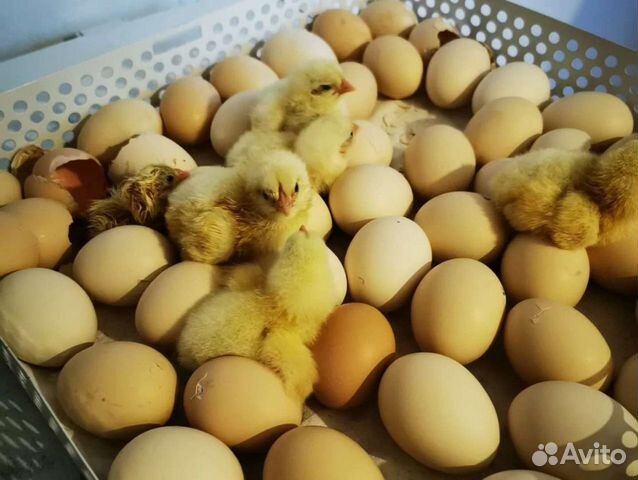 Цыплята бройлеры росс 308