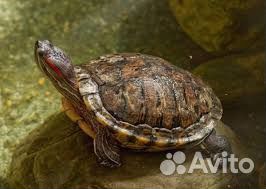 Продам красноухих черепах