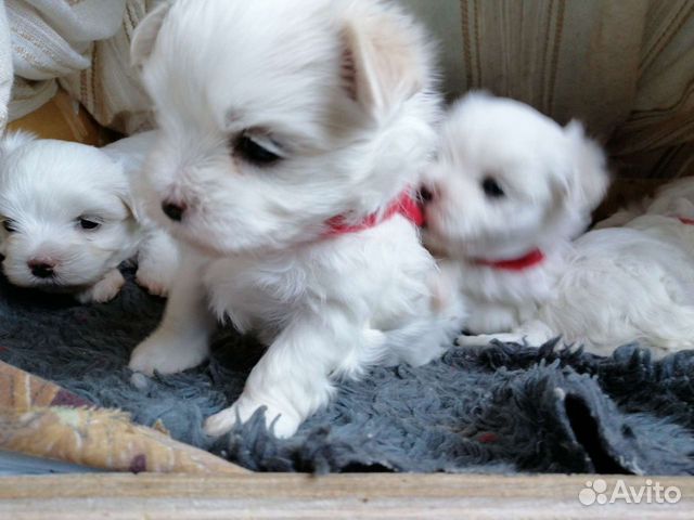 Мальтийская болонка