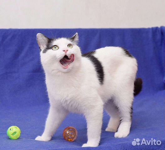 Наигрались.Кошечка, которая надоела