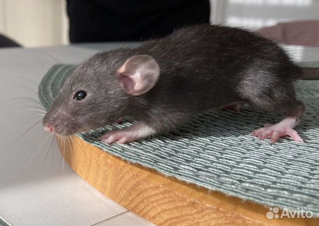 Крыса дамбо