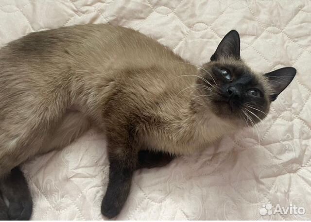 Кошка молодая бесплатно
