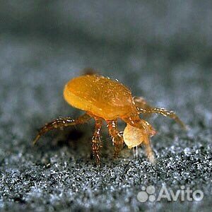 Хищный клещ Hypoaspis miles