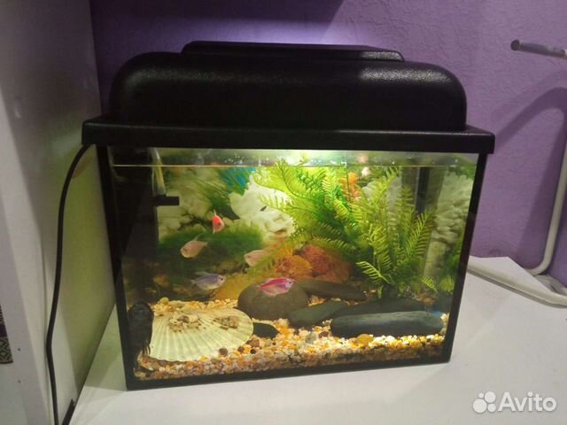 Аквариум 10 литров