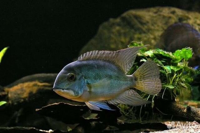 Hoplarchus psittacus