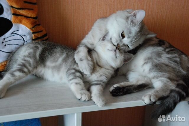 Шотландский мраморный прямоухий котёнок