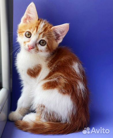 Маленький рыжий игривый котенок ищет хозяев