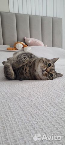 Отдаём нашего любимца