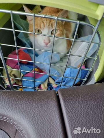 Очень добрый котик Януш