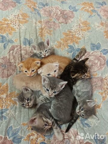 Шотландские прямоухие котята