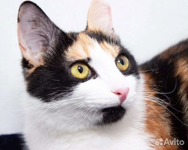 Кошка с "макияжем"