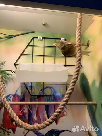 Кенара и канарейки