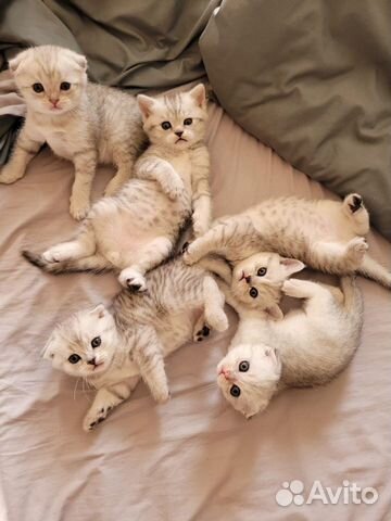 Шотландская