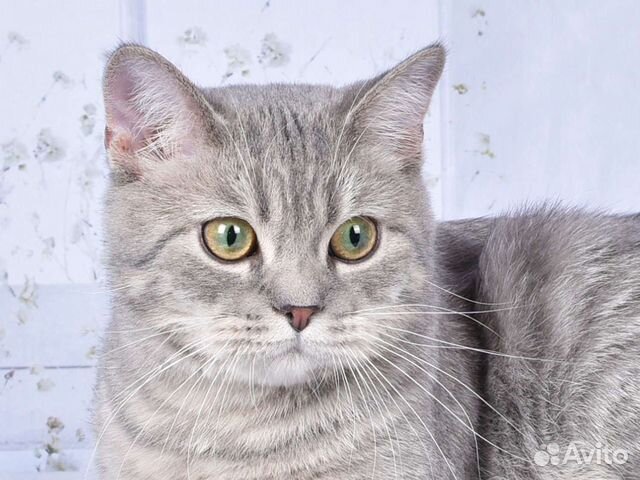 Орион и Оливия