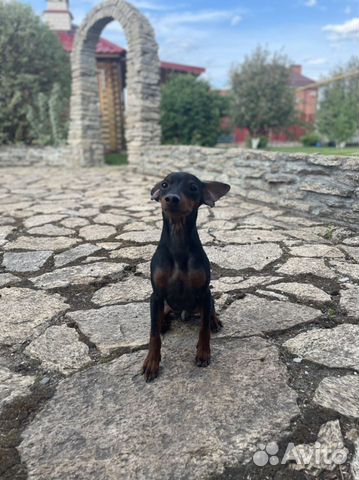 Цвергпинчер